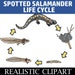 Salamander Clipart (salamanders of North America and Salamander ...