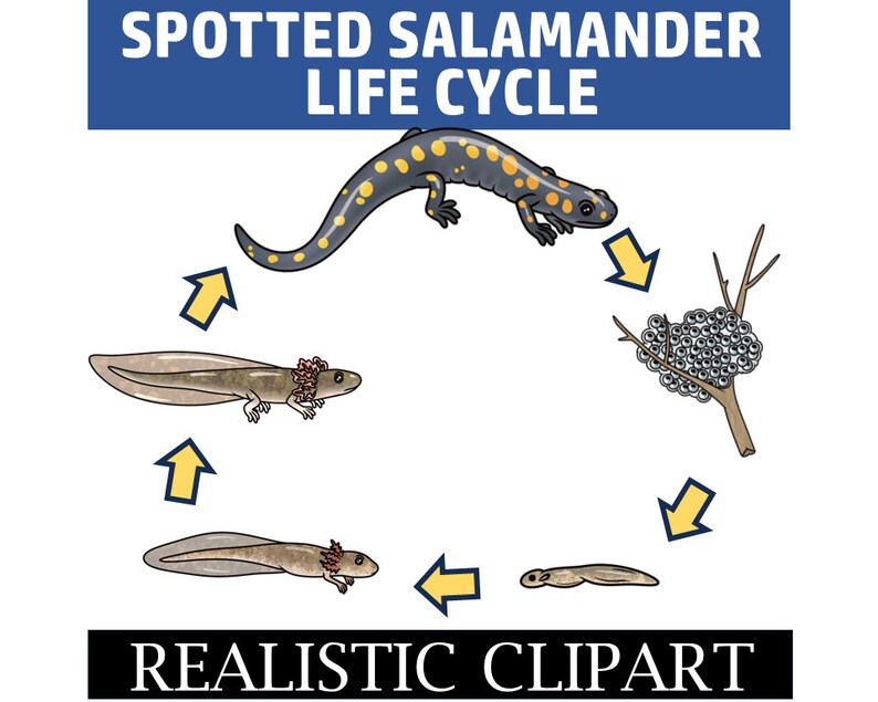 Salamander Clipart (salamanders of North America and Salamander ...