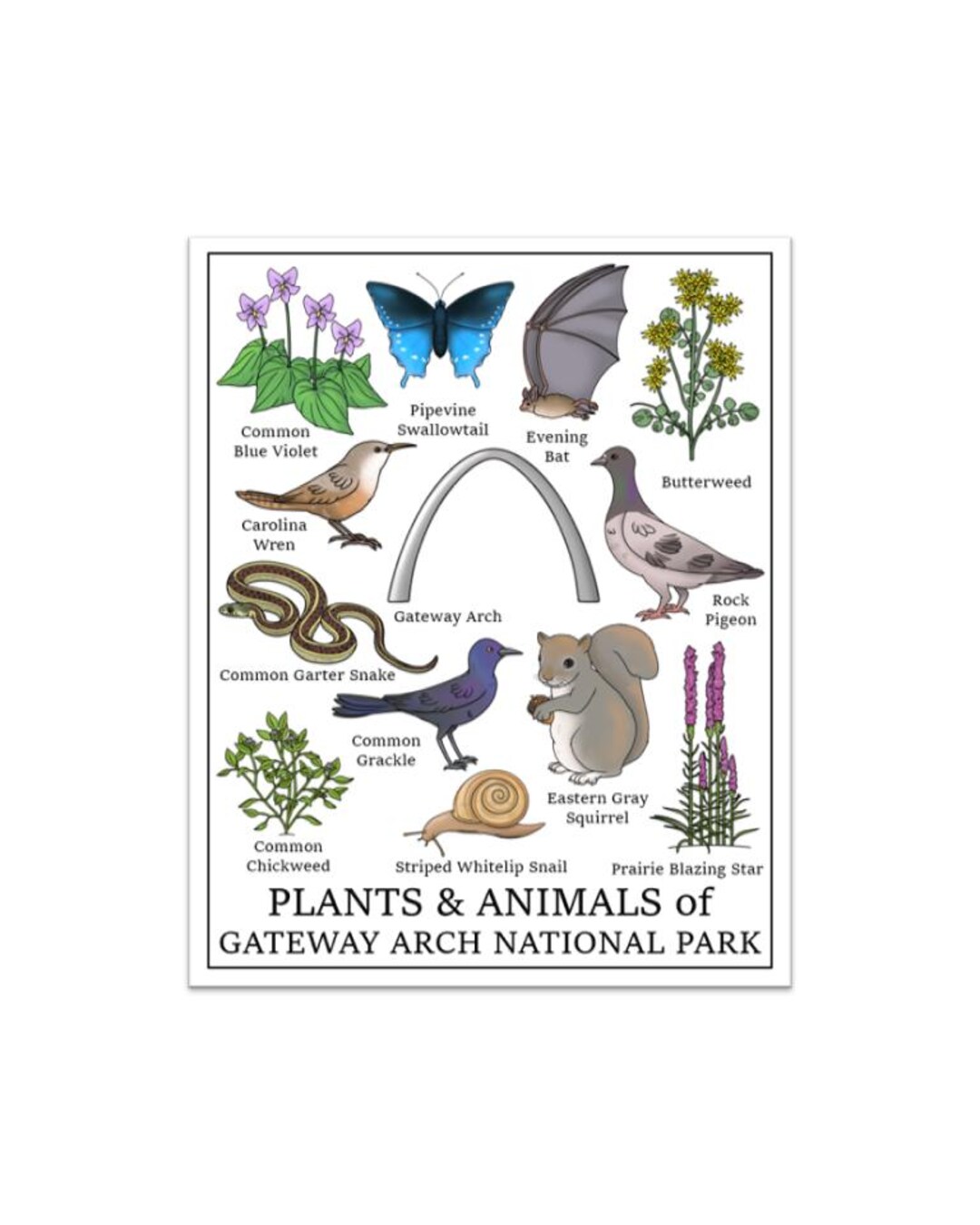 Gateway Park National Park Print (plants and Animals of Gateway ...