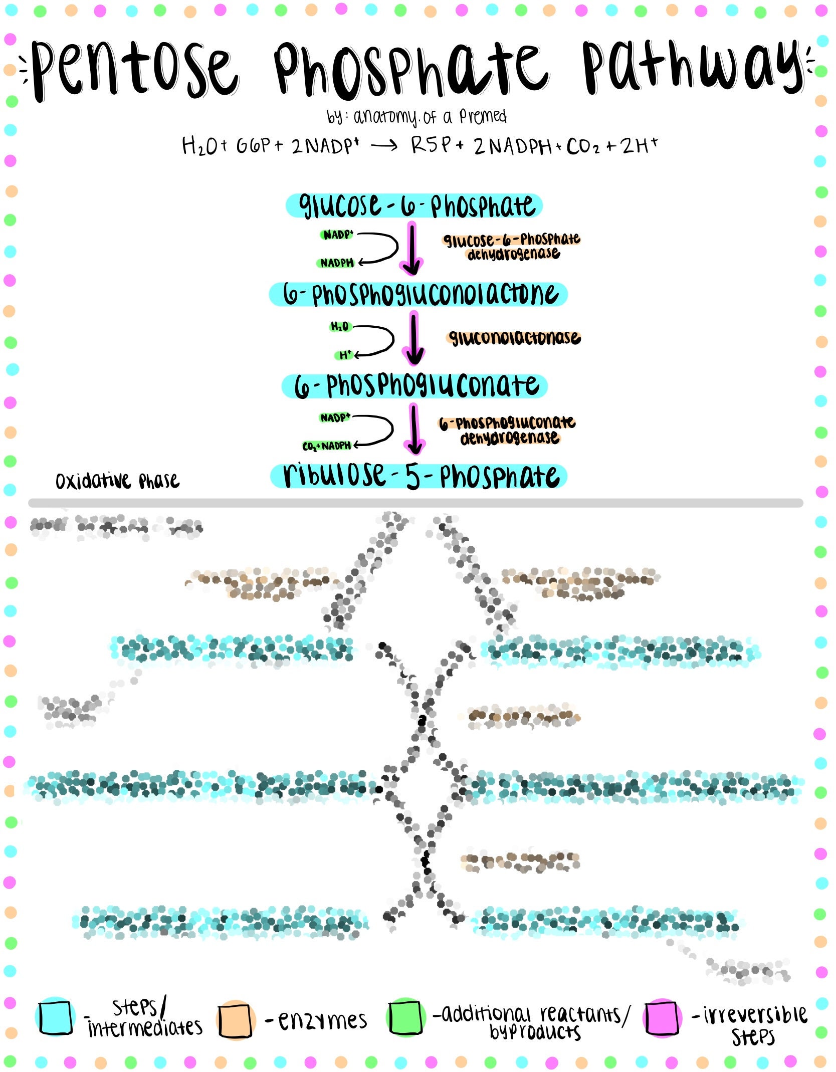 MCAT Biochemistry Bundle: Light Colors - Etsy