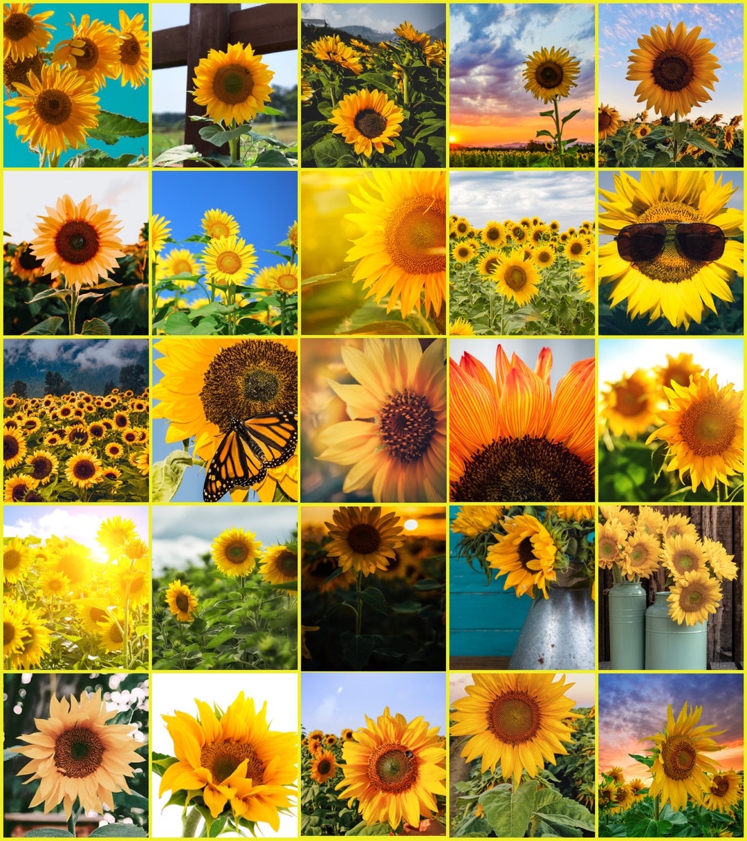 SUNFLOWERS #2 Digital Photos Wall Collage Kit | 120 Pictures Digital ...