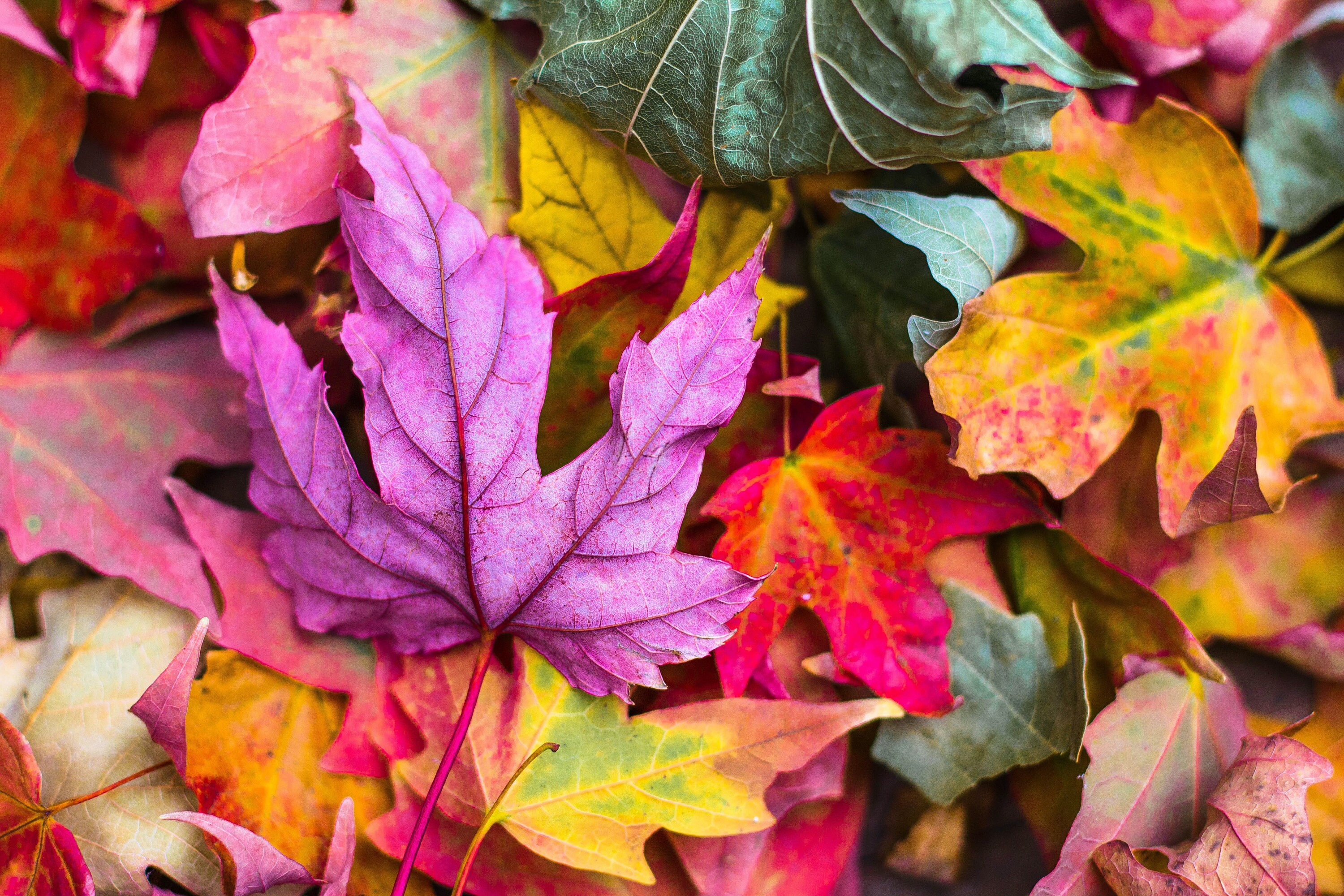 Autumn Trees Wall Collage Kit | 110 Pictures Digital Download - Etsy