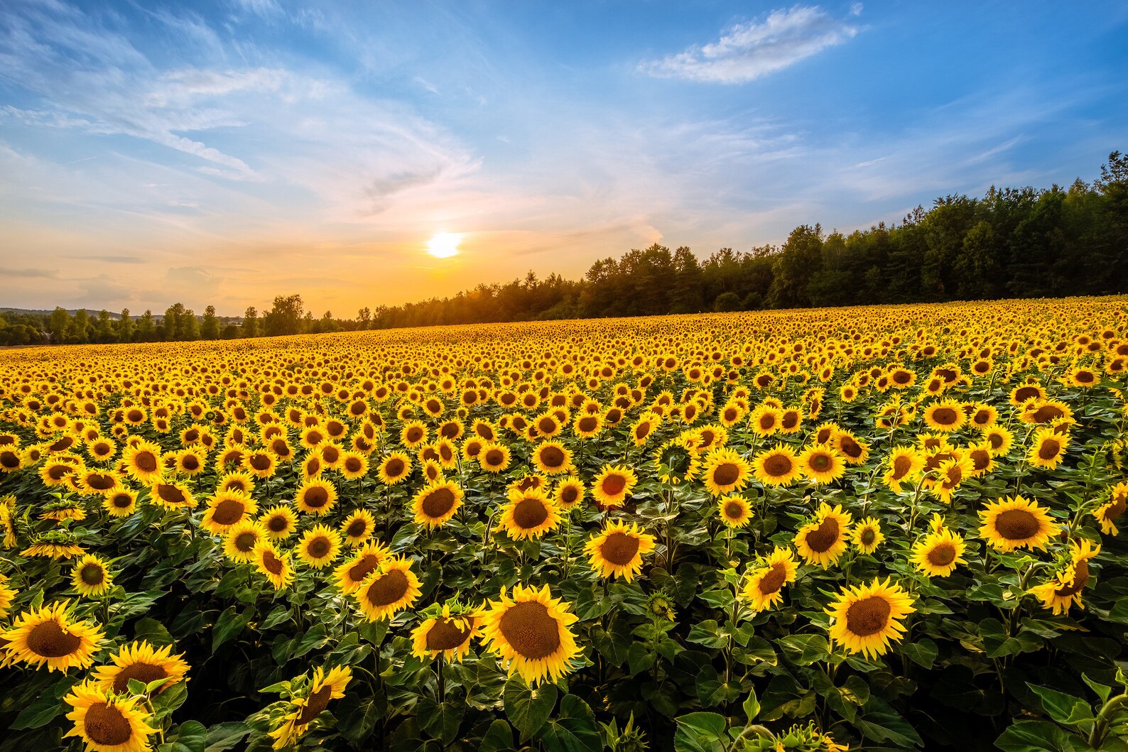 SUNFLOWERS #1 Digital Photos Wall Collage Kit | 120 Pictures Digital ...