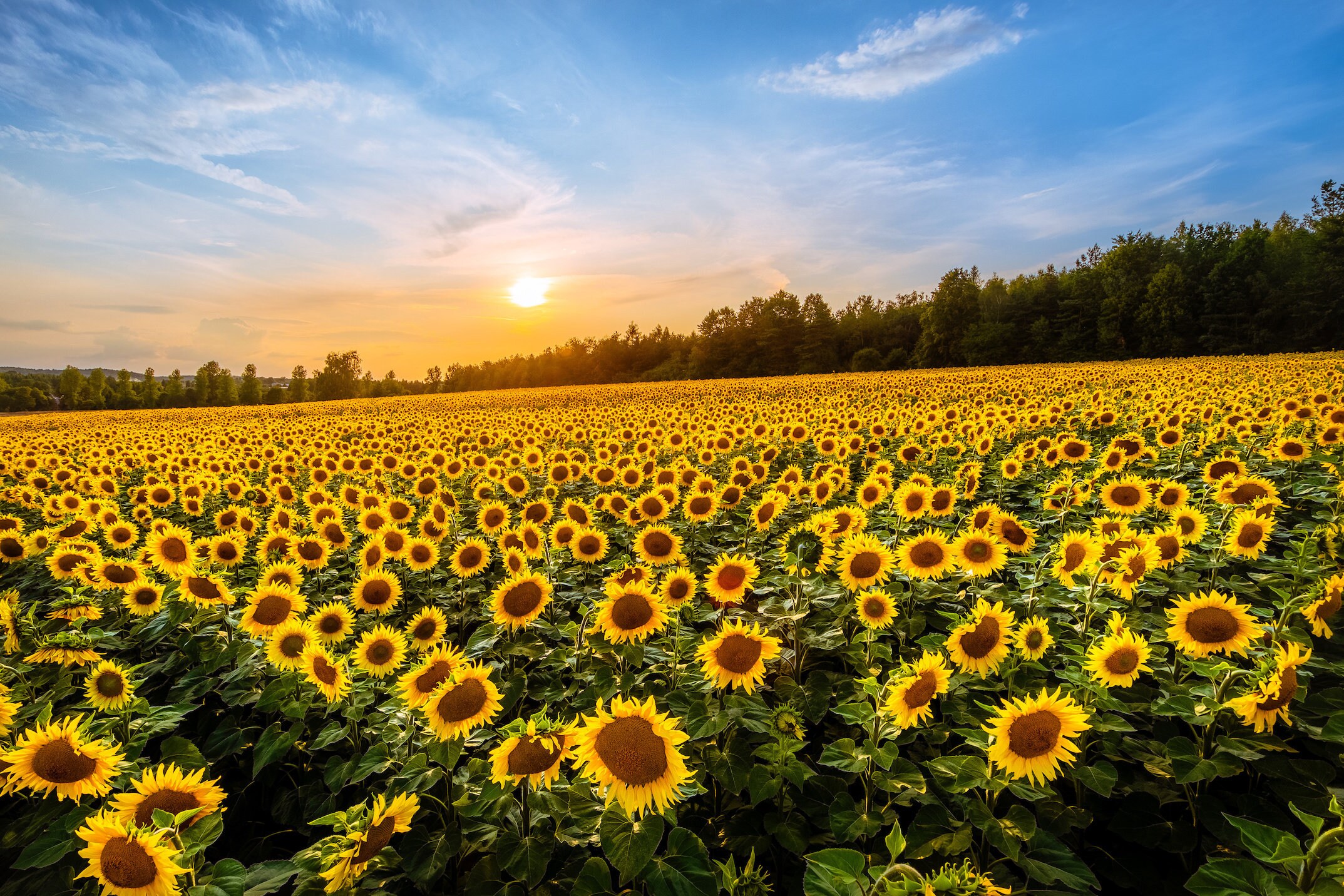 SUNFLOWERS #1 Digital Photos Wall Collage Kit | 120 Pictures Digital ...