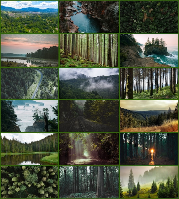 Forests Wall Collage Kit 140 Pictures Digital Download - Etsy