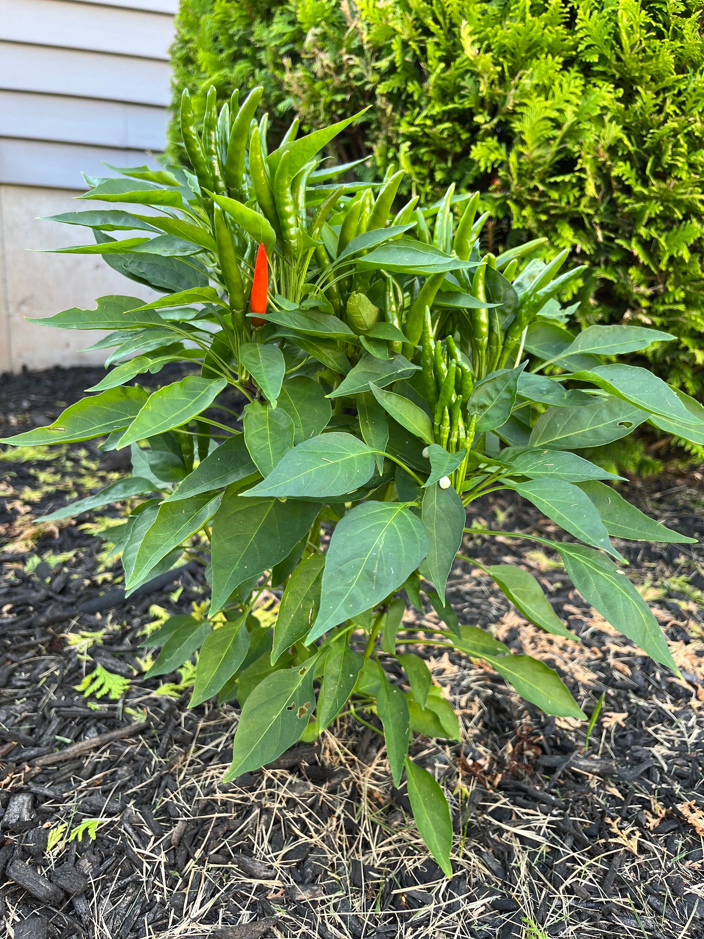 10 Takanotsume hawk Claw Pepper Seeds - Etsy