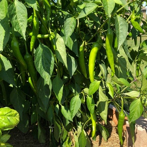 Korean “gochu” Pepper Seeds 10+ - Etsy