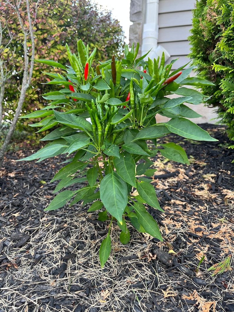 10+ Takanotsume (hawk Claw) Pepper Seeds - Etsy
