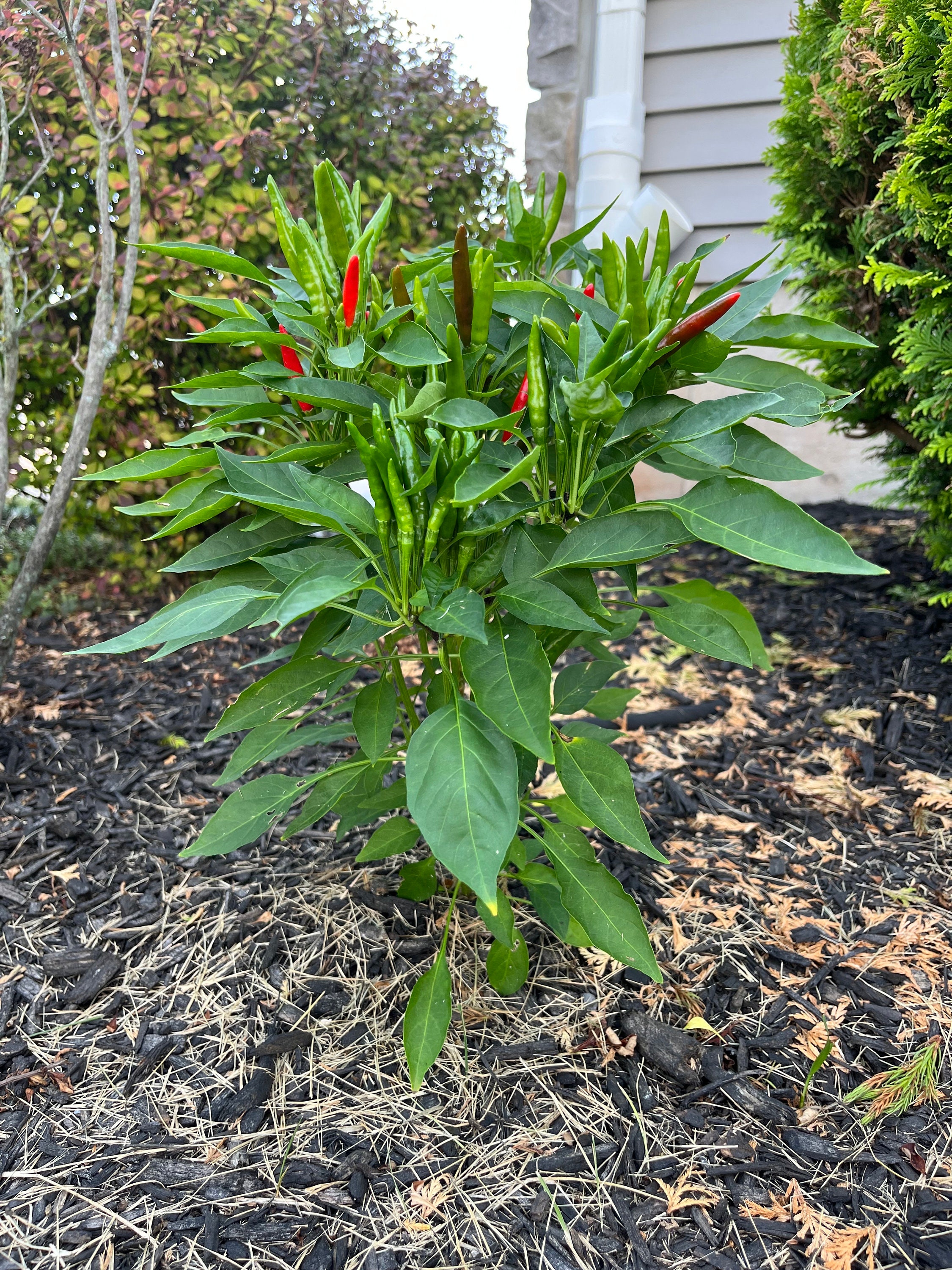 10+ Takanotsume (hawk Claw) Pepper Seeds - Etsy