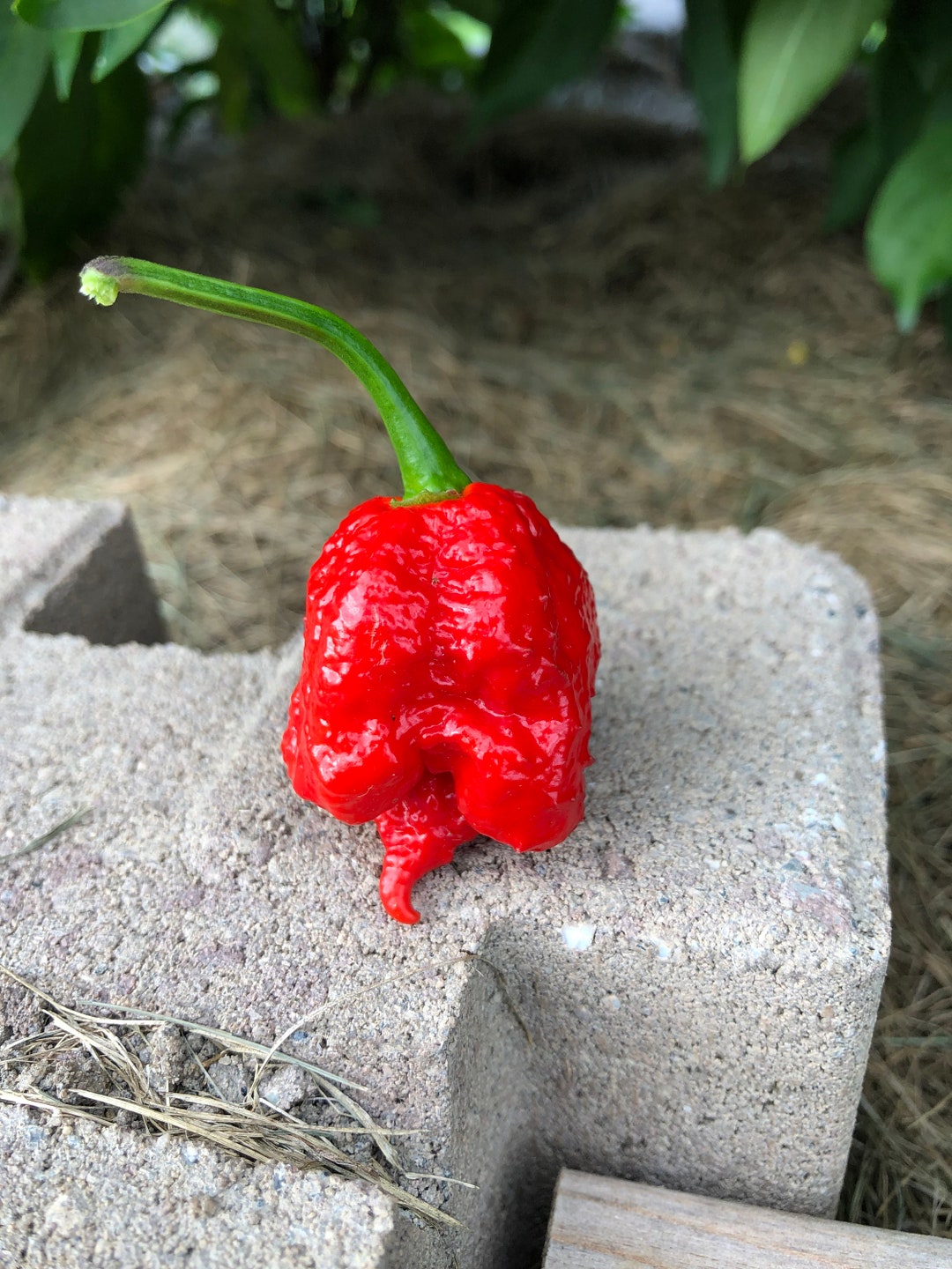 Carolina Reaper Pepper Seeds 10+ - Etsy