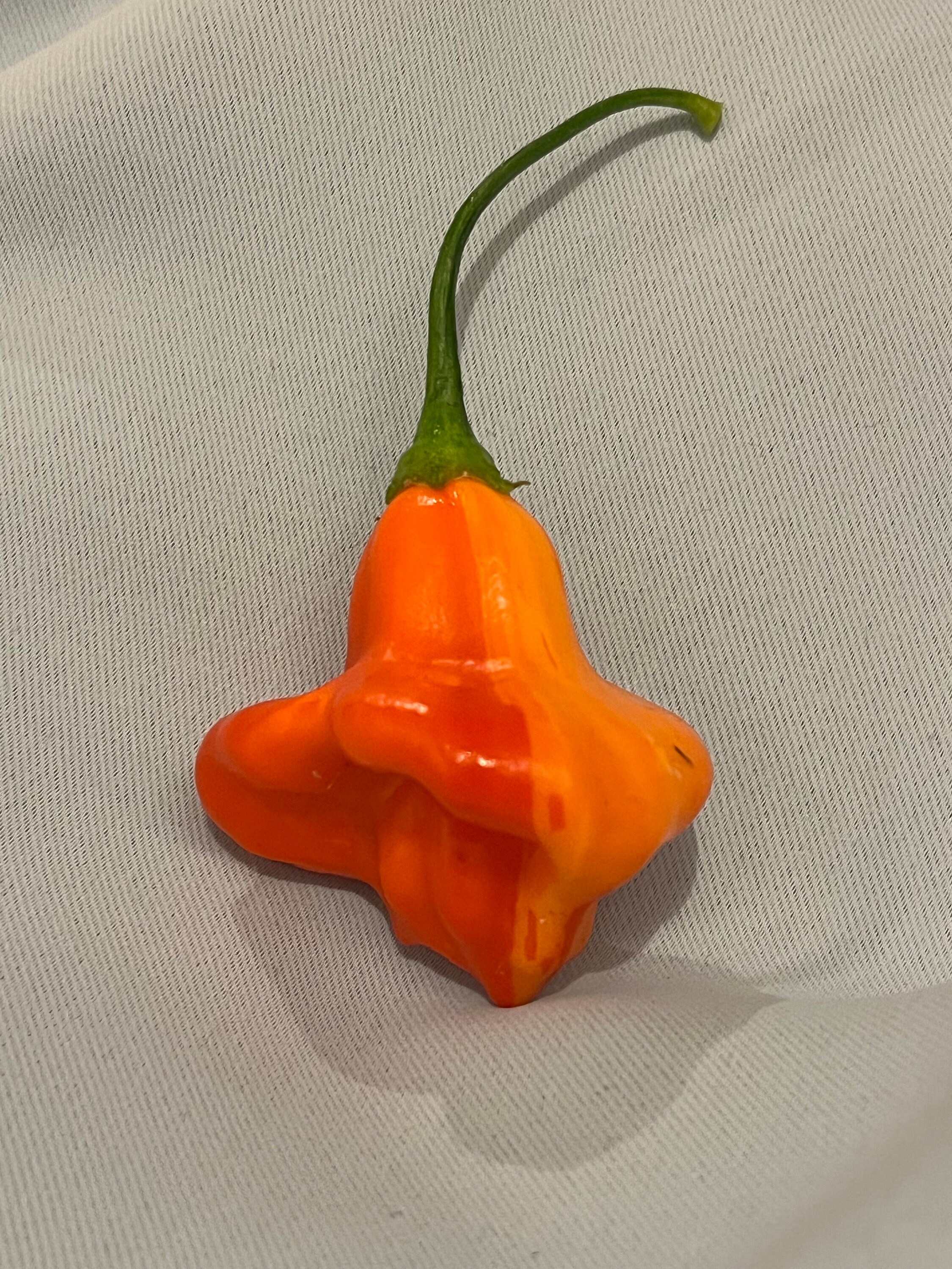10+ Zébrange Pepper Seeds - Etsy