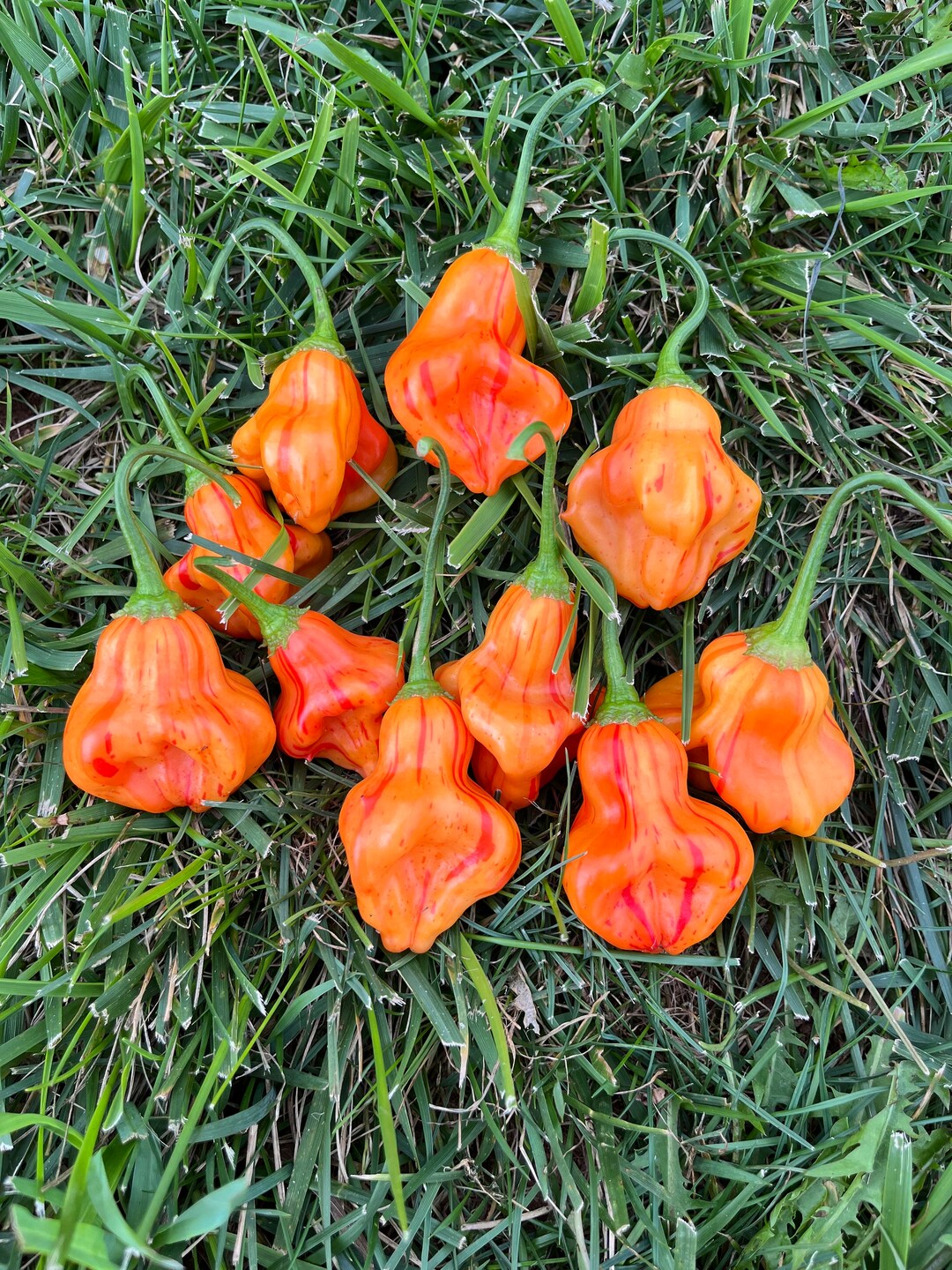 10+ Zébrange Pepper Seeds - Etsy