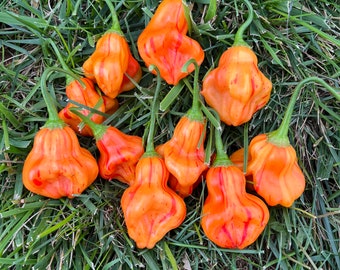 10 Takanotsume hawk Claw Pepper Seeds - Etsy