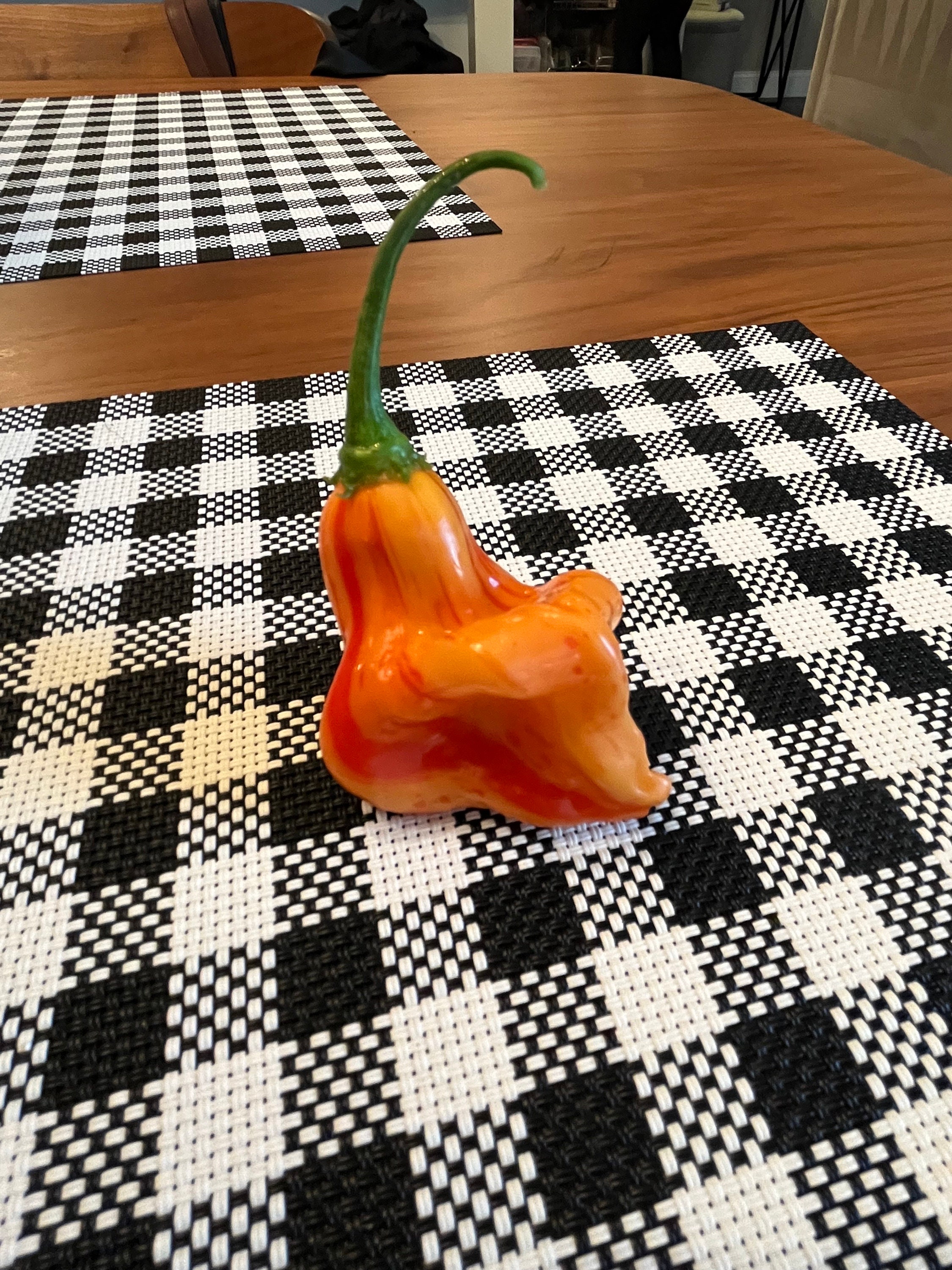 10+ Zébrange Pepper Seeds - Etsy