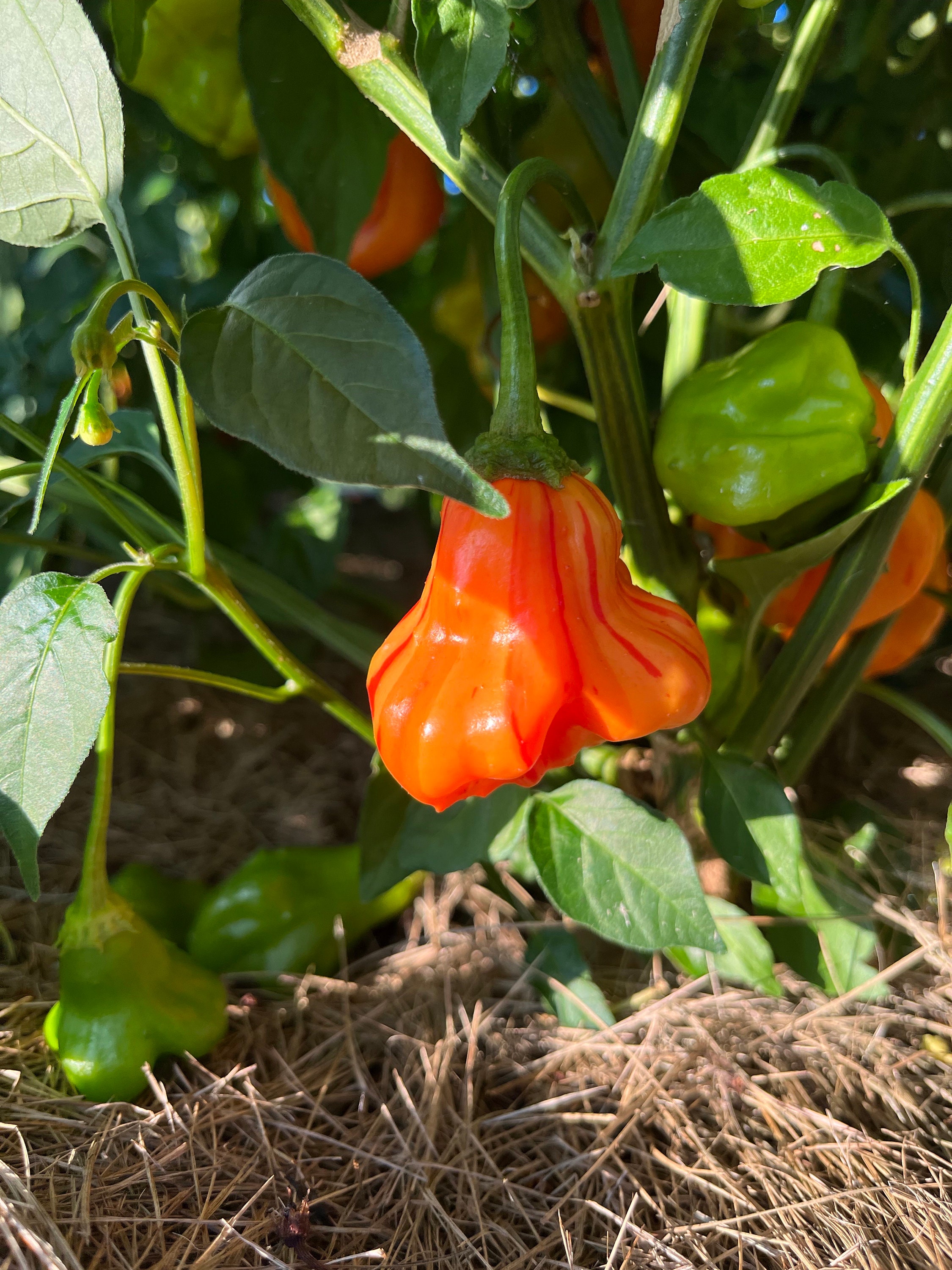 10+ Zébrange Pepper Seeds - Etsy