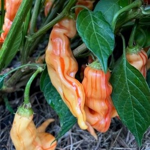 10+ Sugar Rush Stripey Pepper Seeds - Etsy
