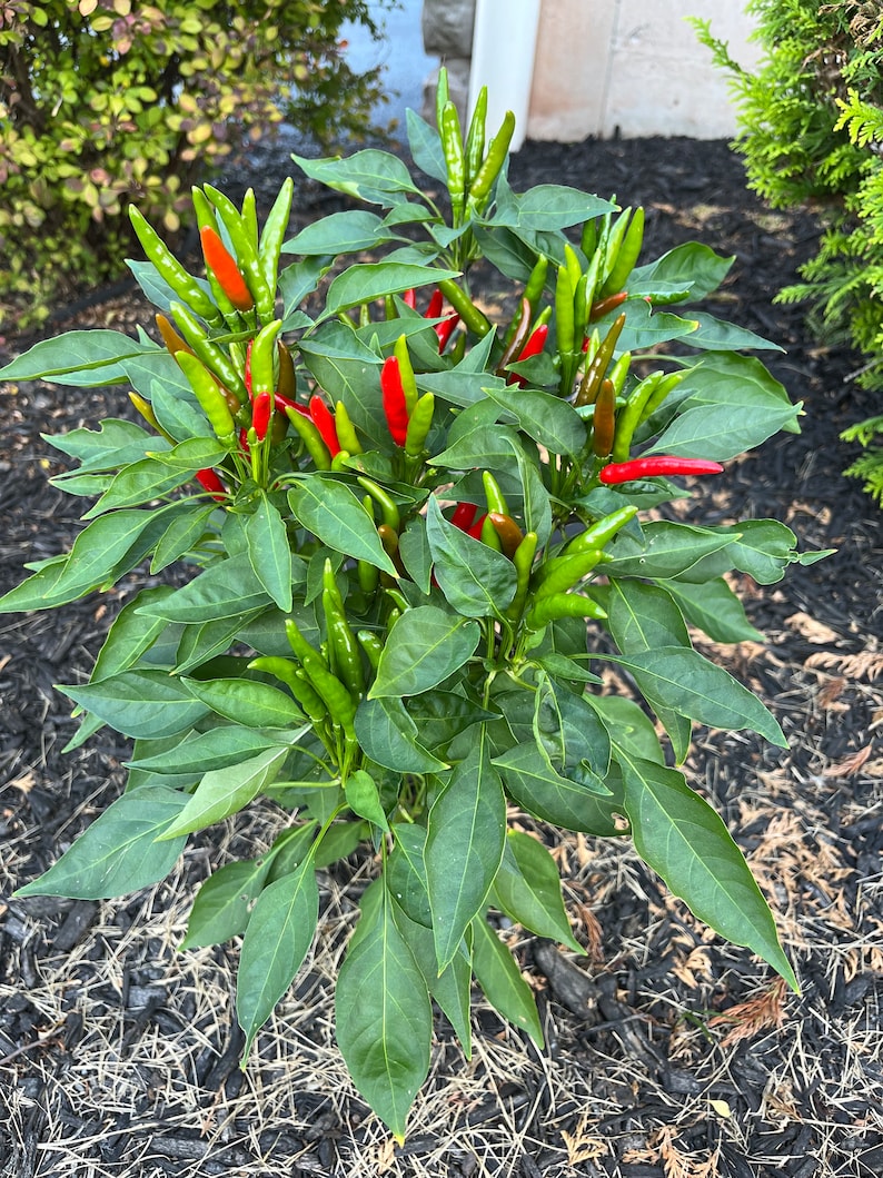 10+ Takanotsume (hawk Claw) Pepper Seeds - Etsy