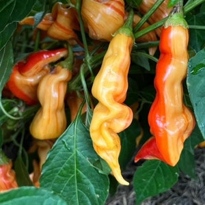 10+ Sugar Rush Stripey Pepper Seeds - Etsy