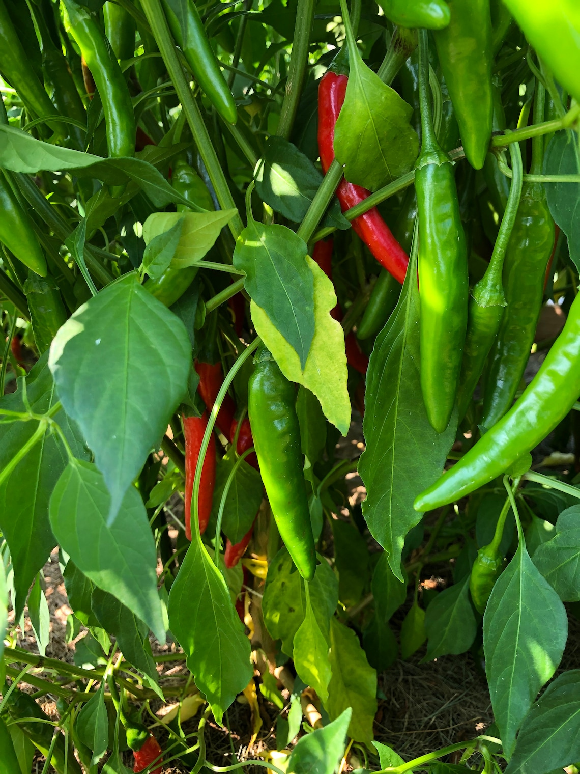 Korean “gochu” Pepper Seeds 10+ - Etsy