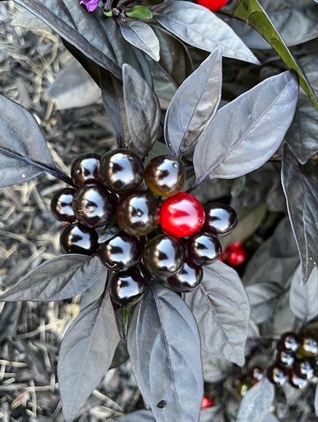 10+ Black Pearl Pepper Seeds - Etsy