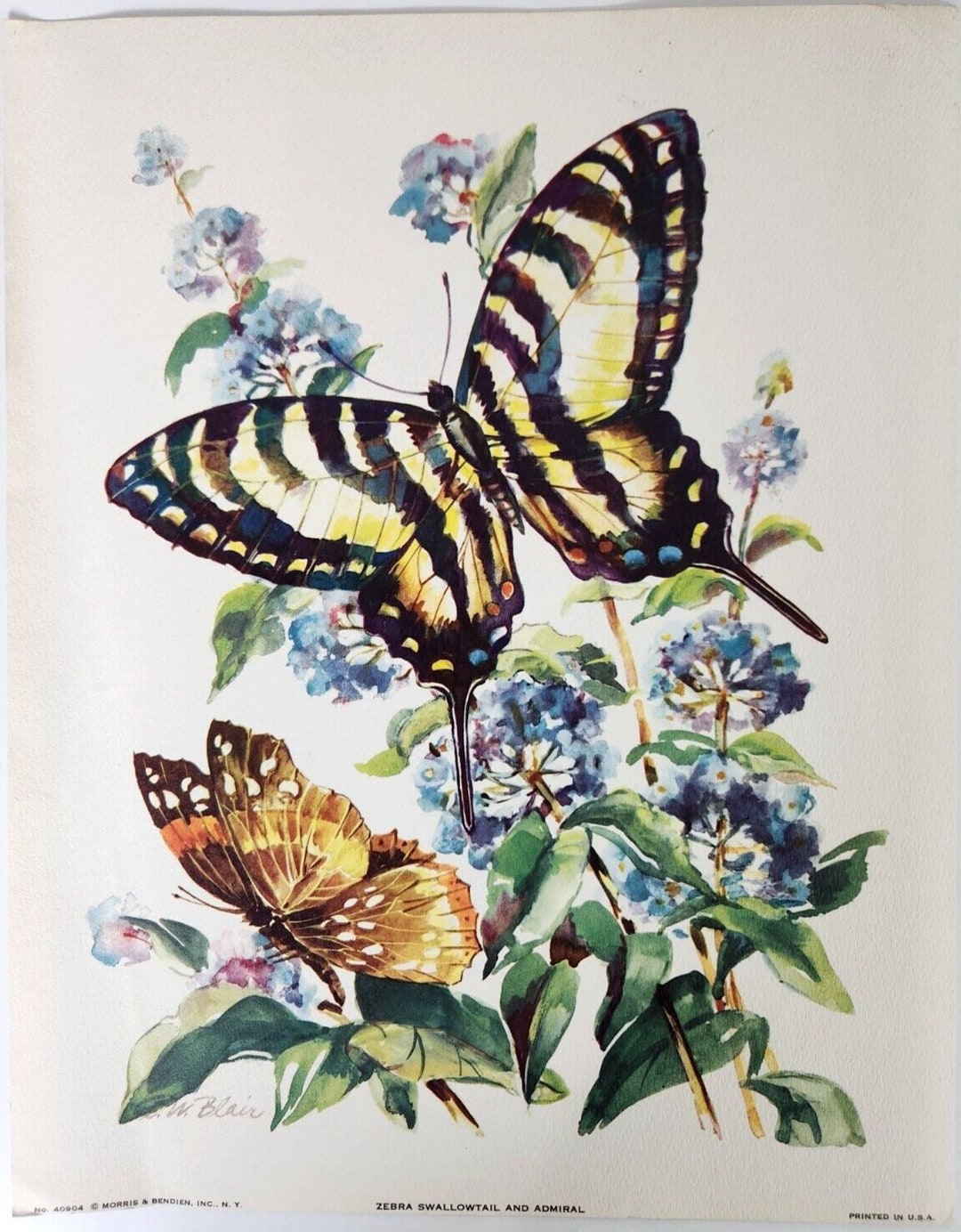 Zebra Swallowtail Admiral Butterflies Blair Lithograph Art Print Morris ...