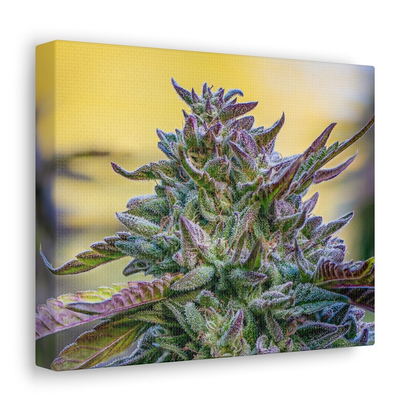 Cannabis Decor - Etsy