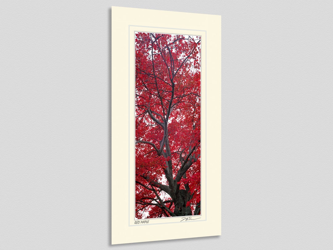 Red Maple, Fine Art Photography, Open Edition Matted Metallic Print by ...