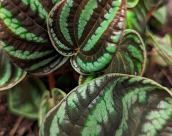 Peperomia Dragon Skin Starter Plant ALL STARTER PLANTS Require You to ...