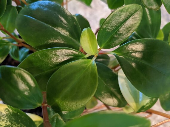 Peperomia Cubensis Propagation Cup - Etsy