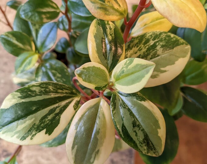 Peperomia Cubensis Variegata Leaf/petiole/node Cutting 1 - Etsy