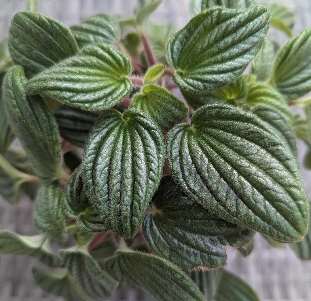 Peperomia Fuzzy Mystery Leaf Cutting - Etsy