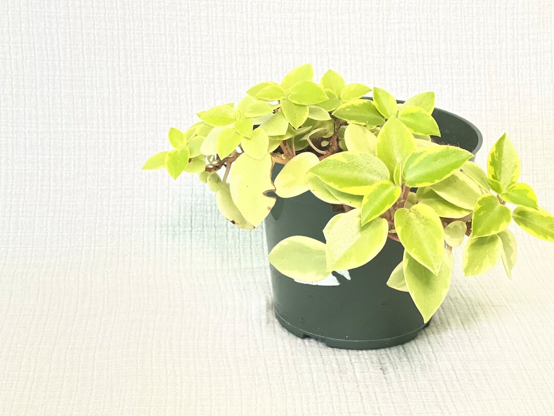 Teardrop Peperomia, Peperomia Orba Variegata - Etsy