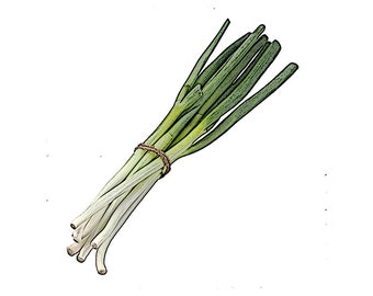 대파 Seeds100 Big Green Onion. Korean Scallion - Etsy