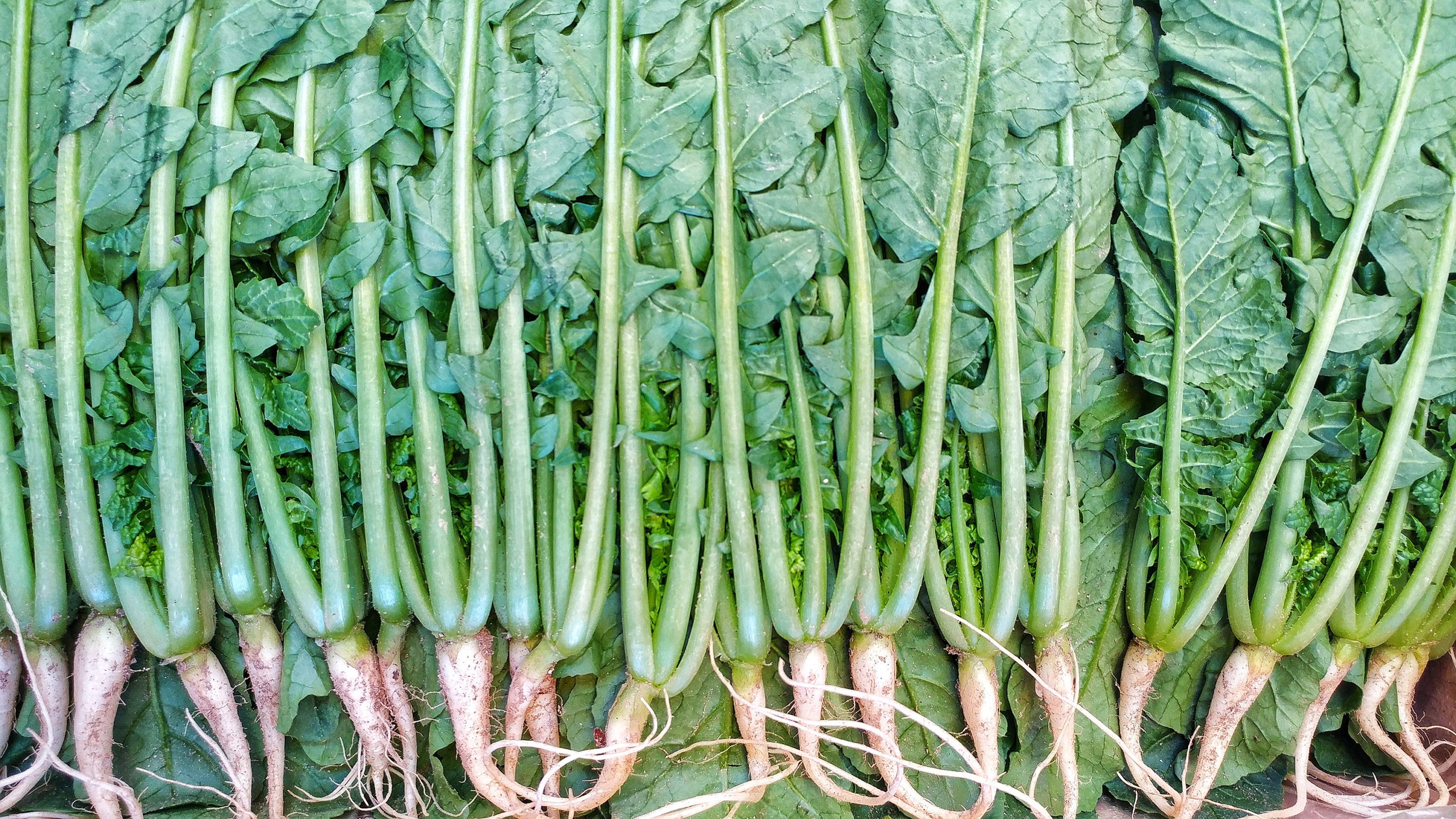 Non-gmo Korean Young Radish, 열무, Yeolmu Seeds (50+ Seeds) - Etsy