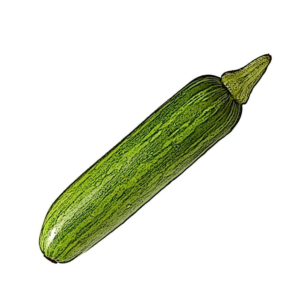 애호박 5 Seeds / Non-gmo Korean Zucchini Seeds, Young Zucchini, Summer ...