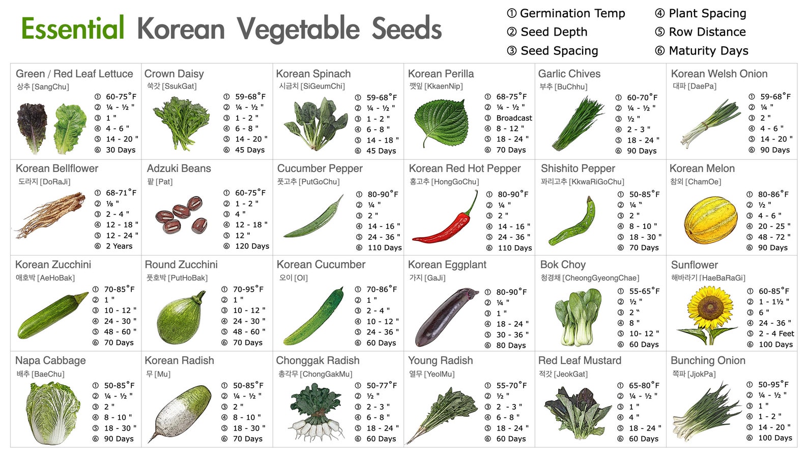 12 Most Popular Korean Vegetable Seeds normal Version - Etsy