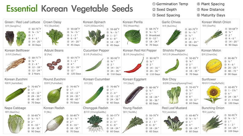 12 Most Popular Korean Vegetable Seeds normal Version - Etsy