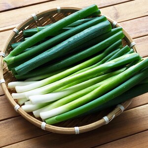 Non-gmo Korean Welsh Onion Seeds, Daepa (100+ Seeds) - Etsy