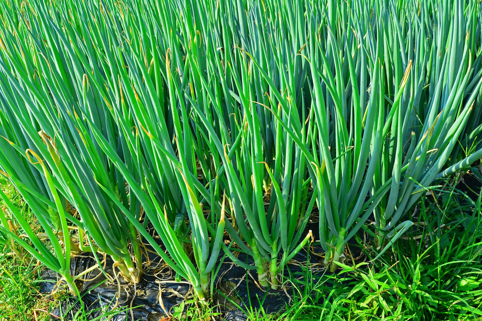 Non-gmo Korean Welsh Onion Seeds, Daepa (100+ Seeds) - Etsy