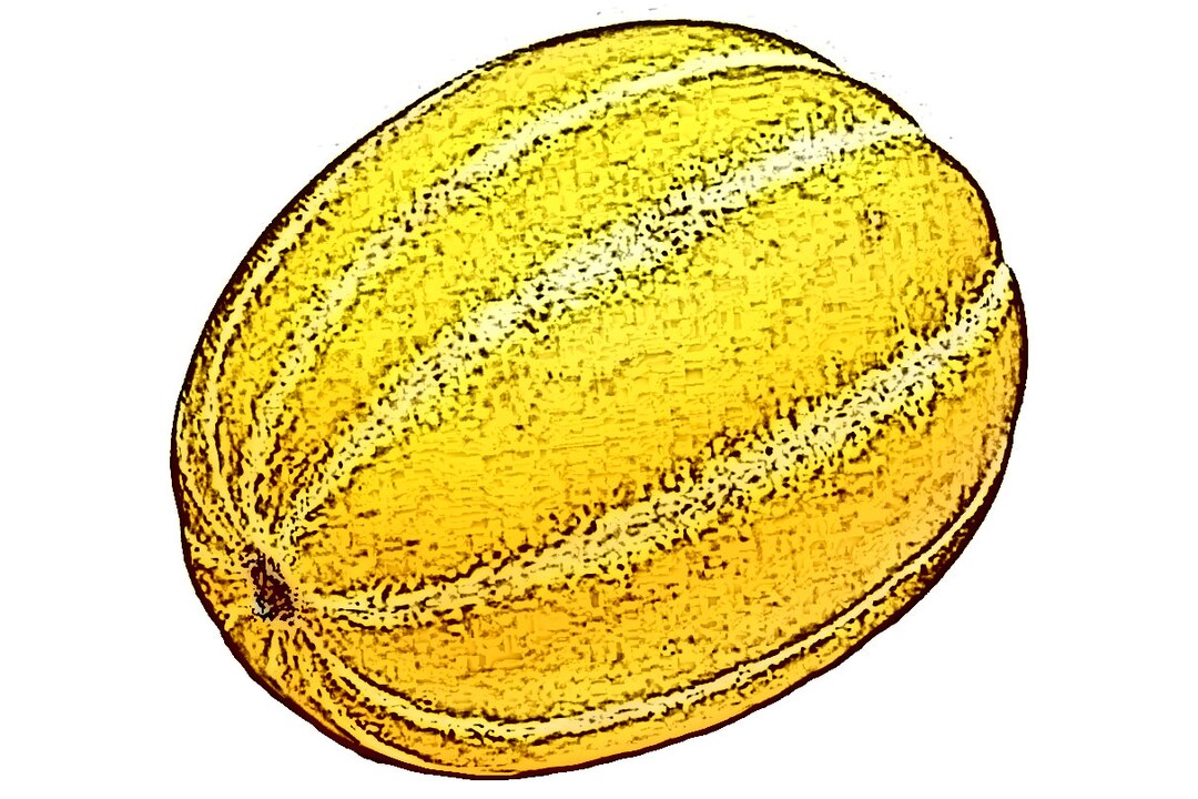 Non-gmo Korean Melon Seeds, 참외, Chamoe (10 Seeds) - Etsy