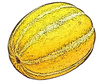 참외 Seeds (10) Korean Melon 'chamoe' - Etsy
