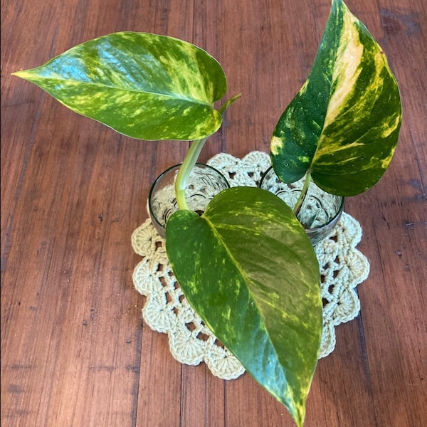 Golden Pothos Plant - Etsy