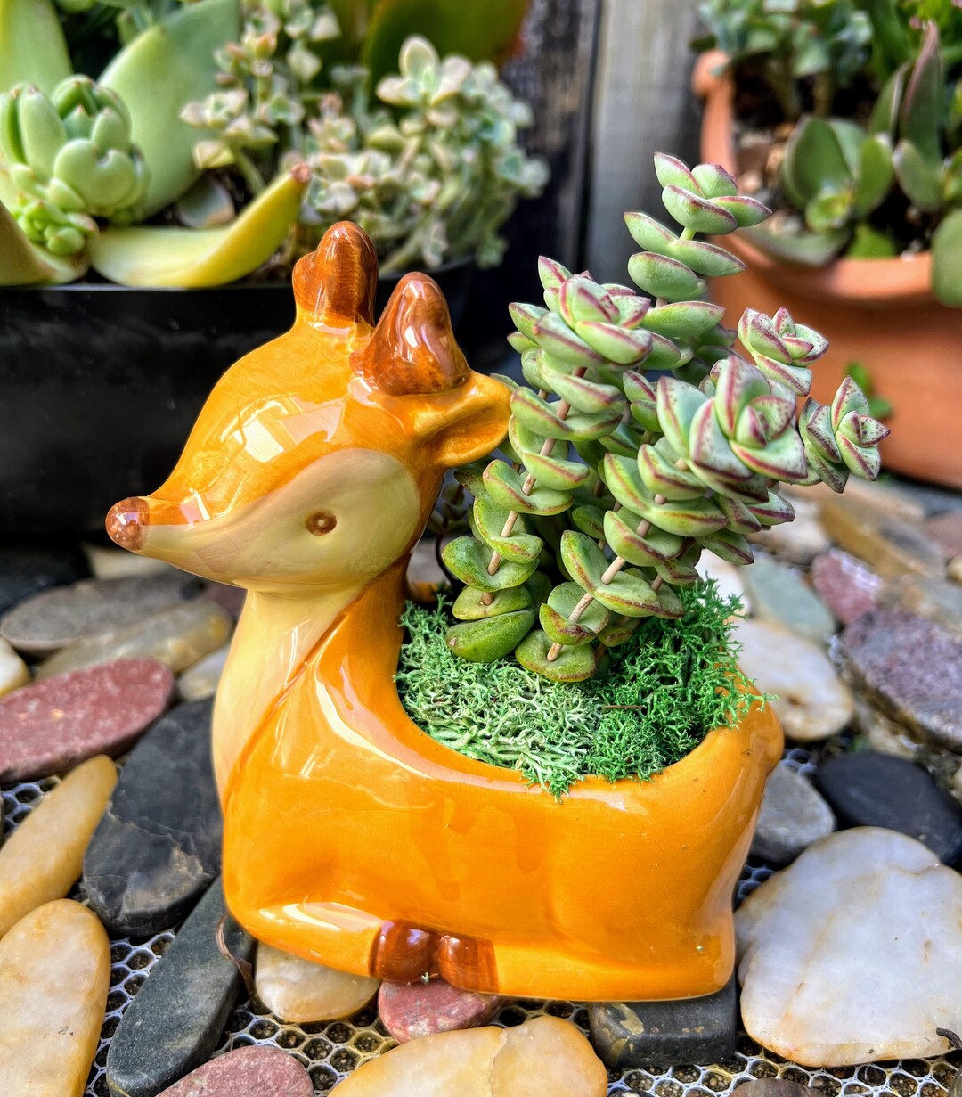 Reindeer Ceramic Animal Planter With Live Succulents Succulent Pot ...
