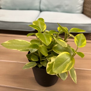 4 Variegated Teardrop Peperomia Peperomia orba - Etsy