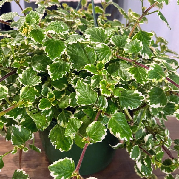 Creeping Charlie House Plant - Etsy