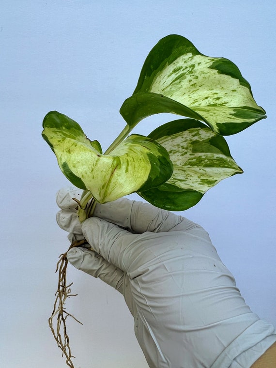 Floral & Garden Crafts House Plants Gardening & Plants Manjula Pothos ...