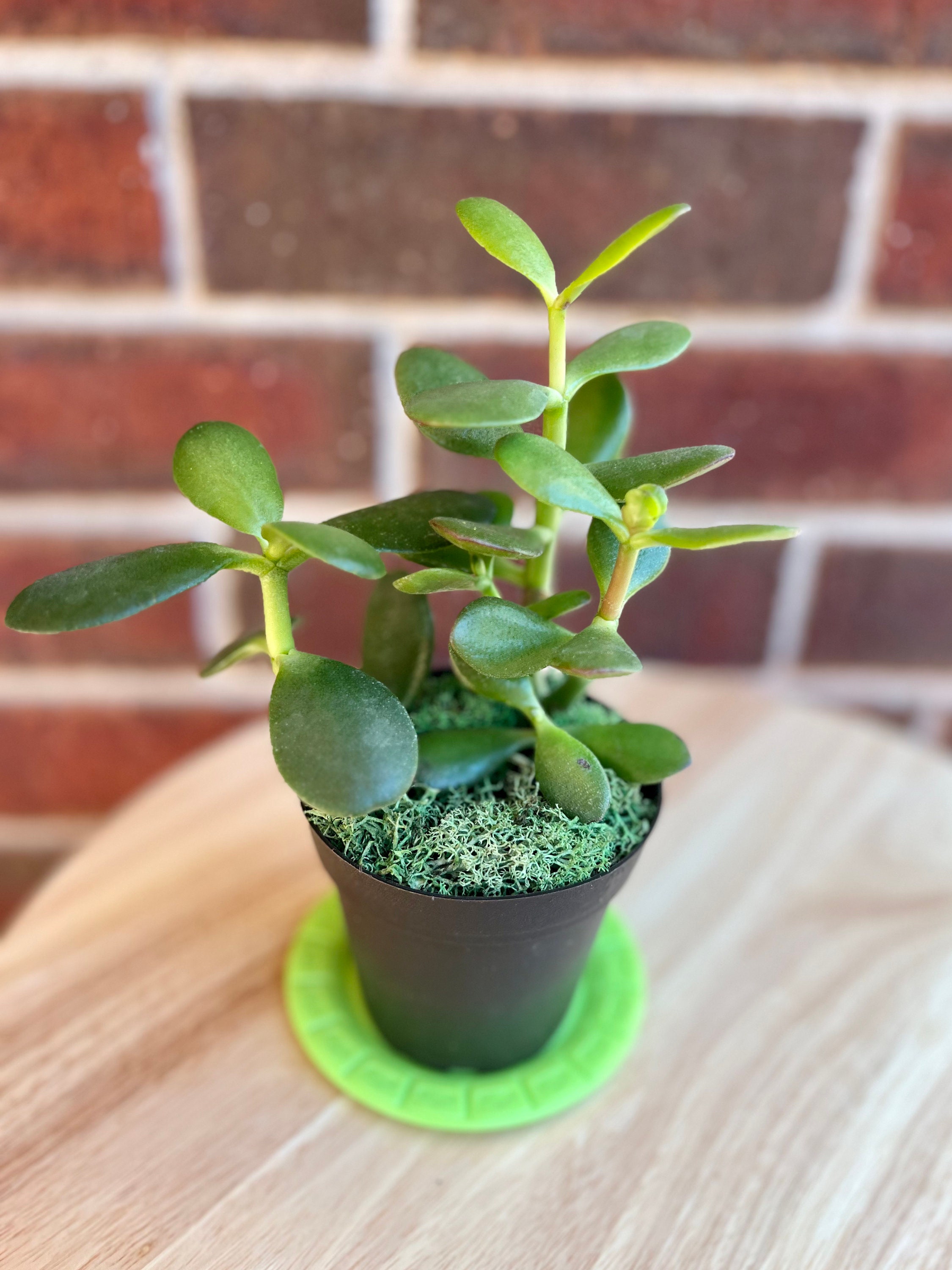 Baby Jade Plant