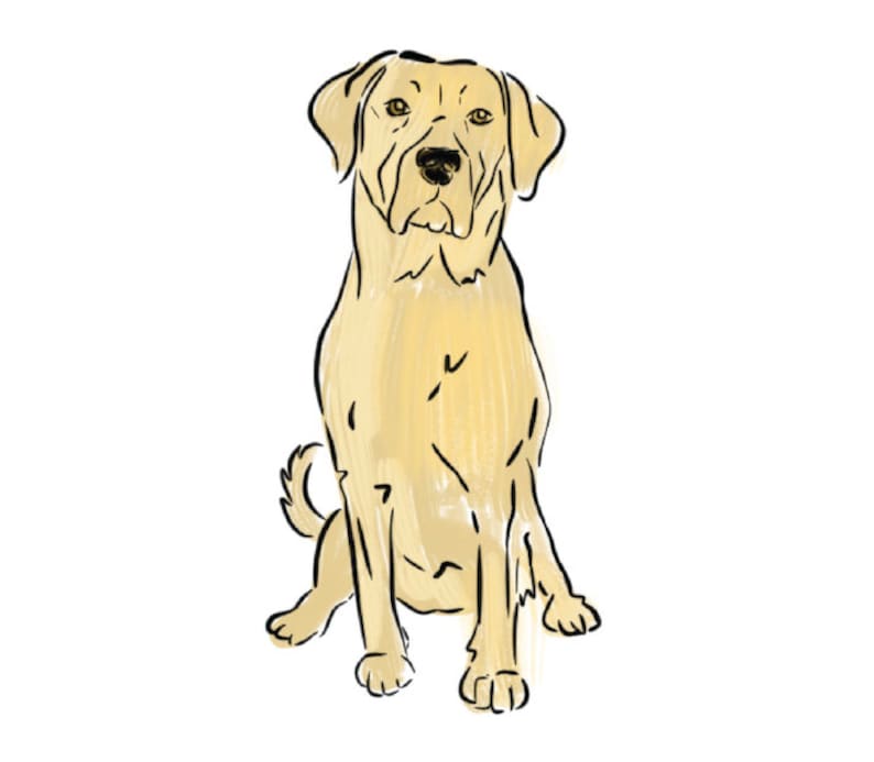 Hand Drawn Lab Dog Clip Art - Etsy