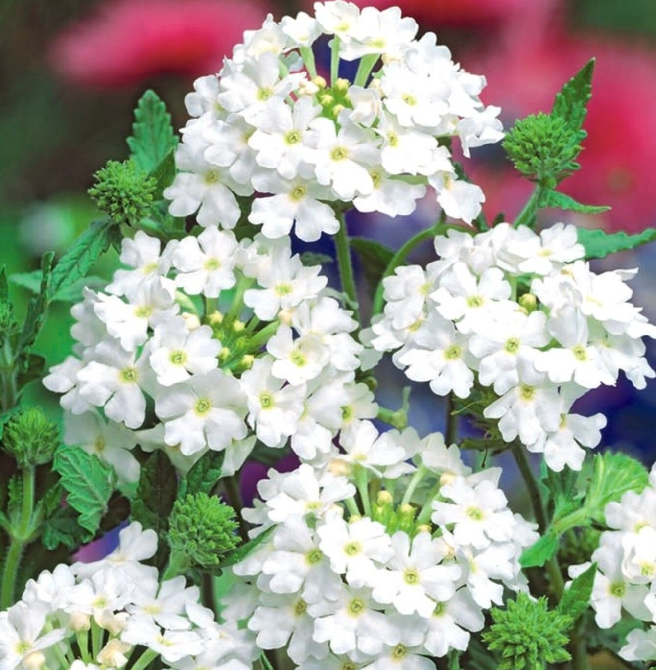 White Verbena Flower