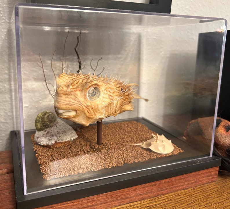 Real Striped Blowfish Ocean Diorama in Clear Display Case - Etsy